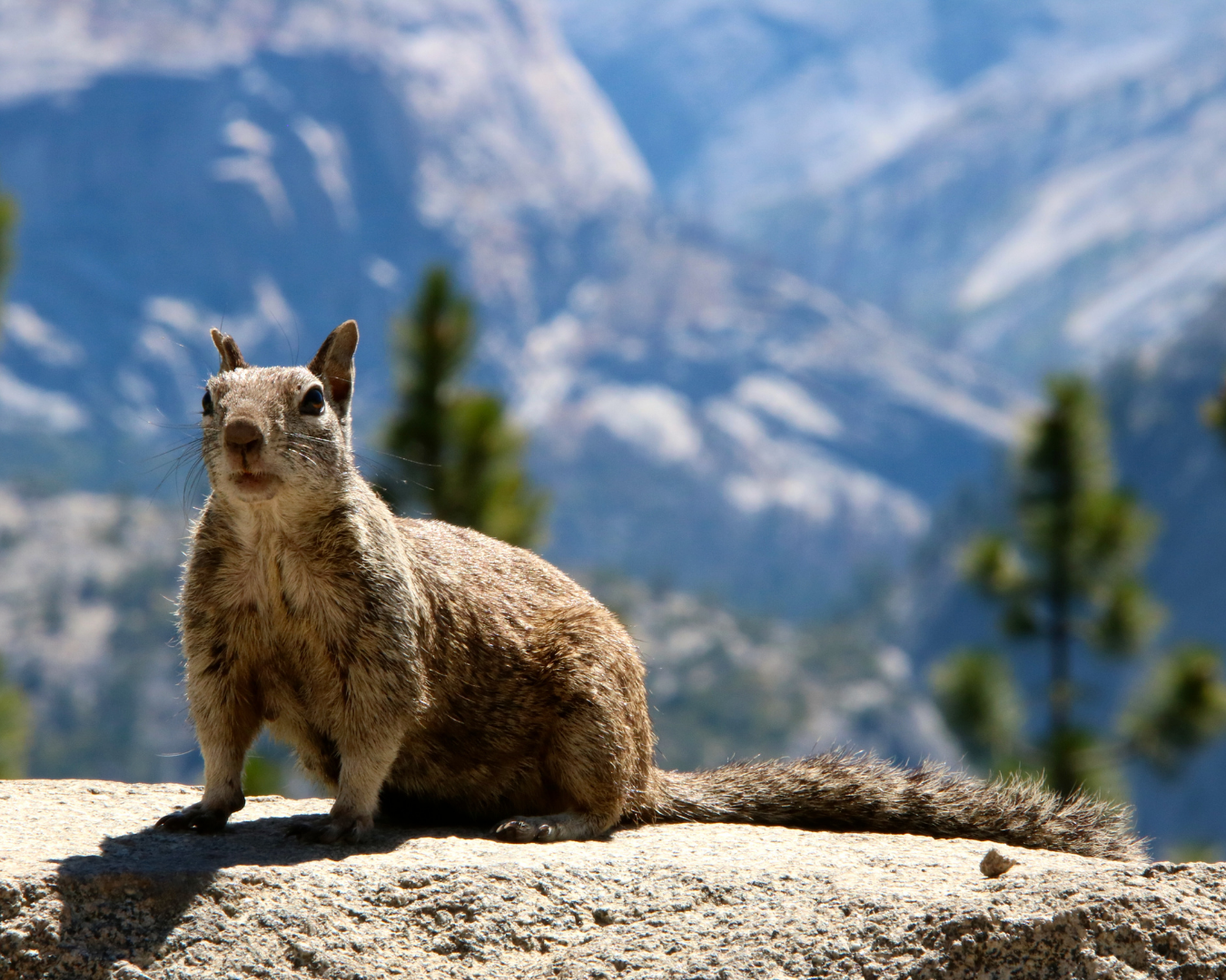 Yosemite: the land of Giants - Family Trip Magazine