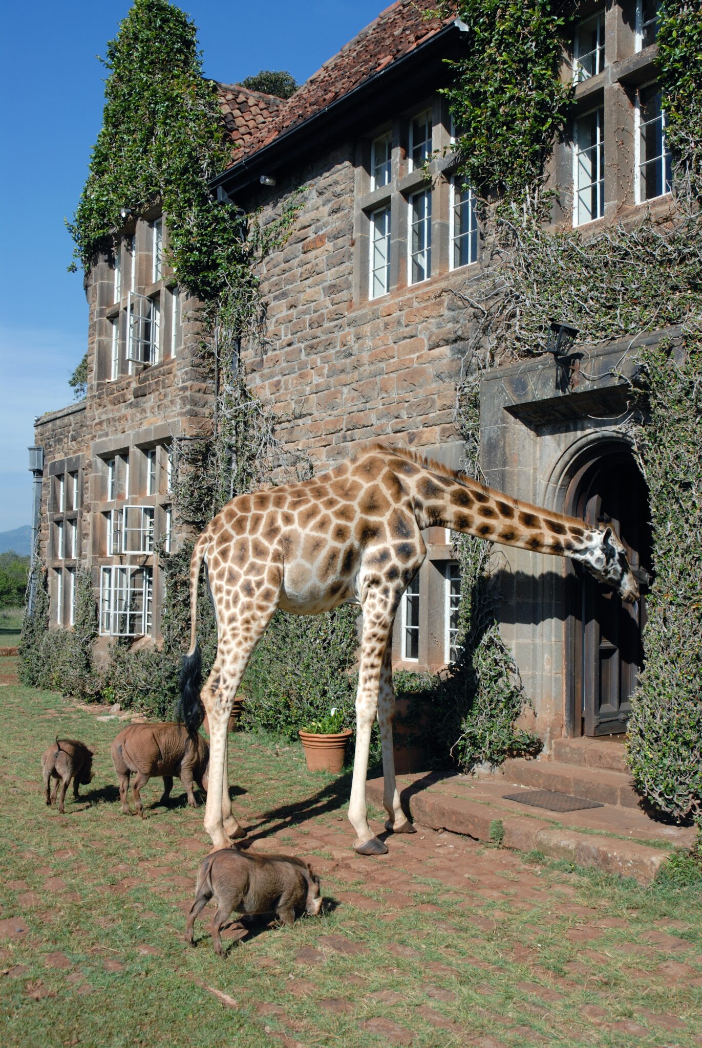 Giraffe Manor, the Hotel of the giraffes - Family Trip Magazine